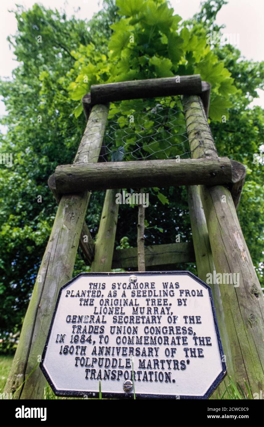 A sycamore tree planted in 1984 by Lionel (Len) Murray the TUC General ...