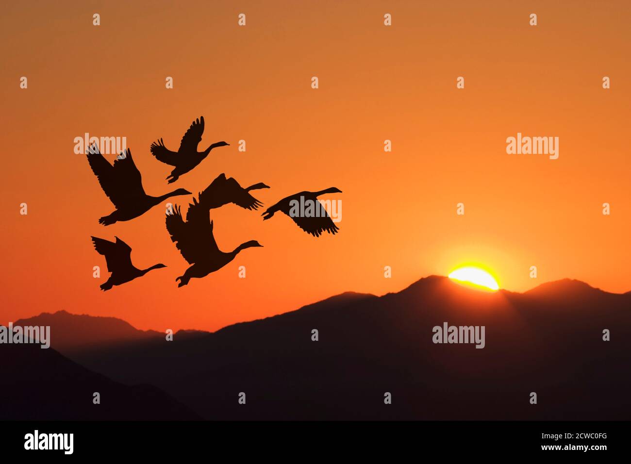 Very relaxing sunrise with silhouetted birds flying toward the sunrise ...