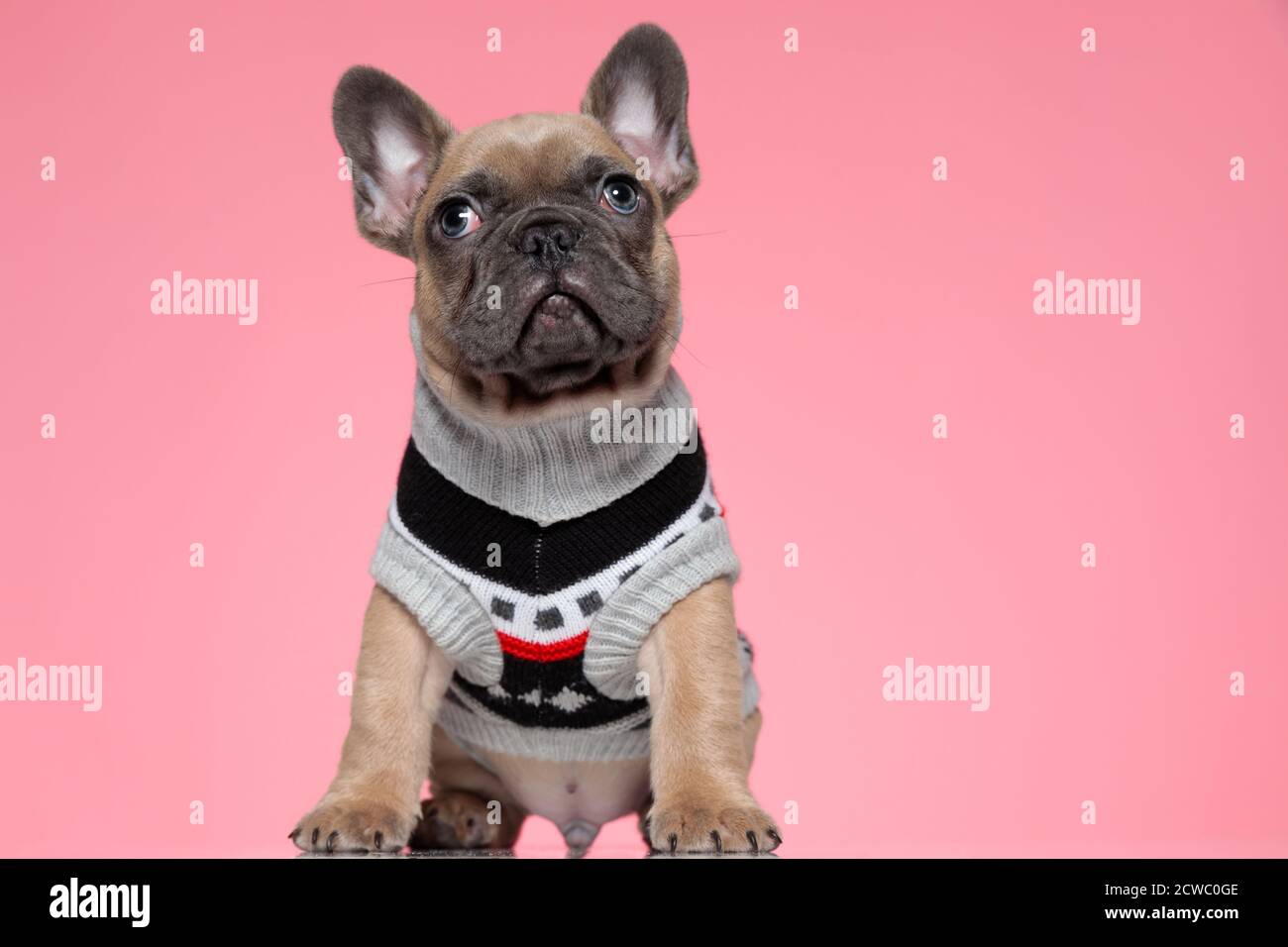 cute little frenchie wearing costume and looking up, sitting on pink ...