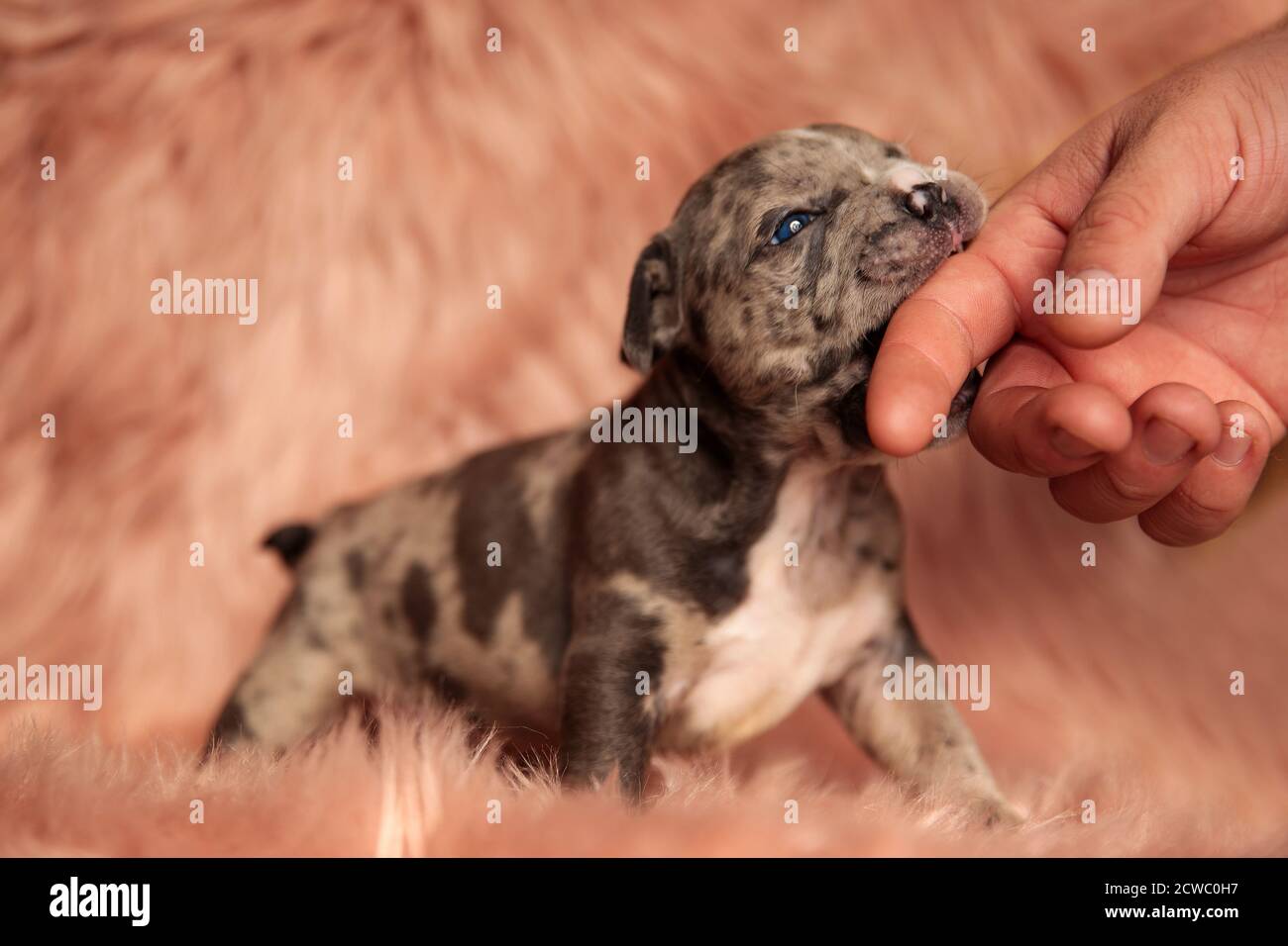cute american bully biting finger and standing on pink fur background ...