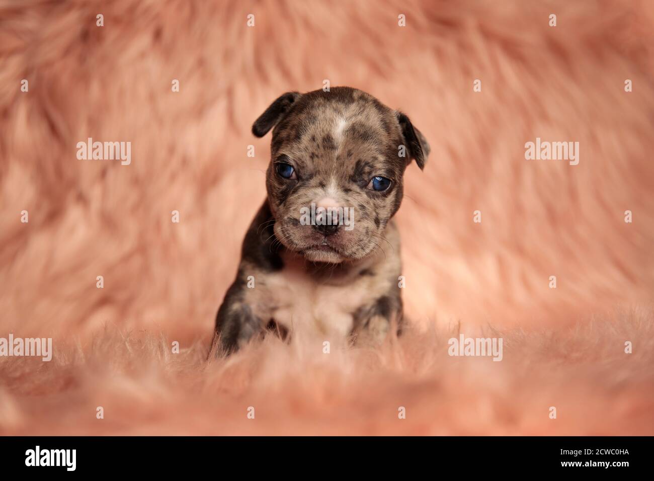 cute and small american bully sitting on pink fur background Stock ...