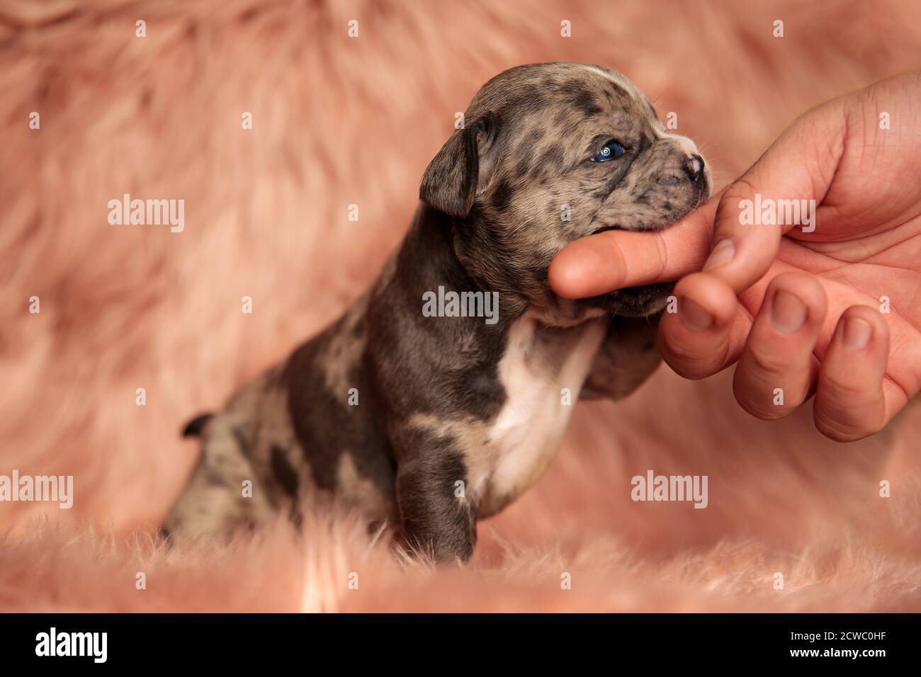 small american bully biting human finger and standing on pink fur ...