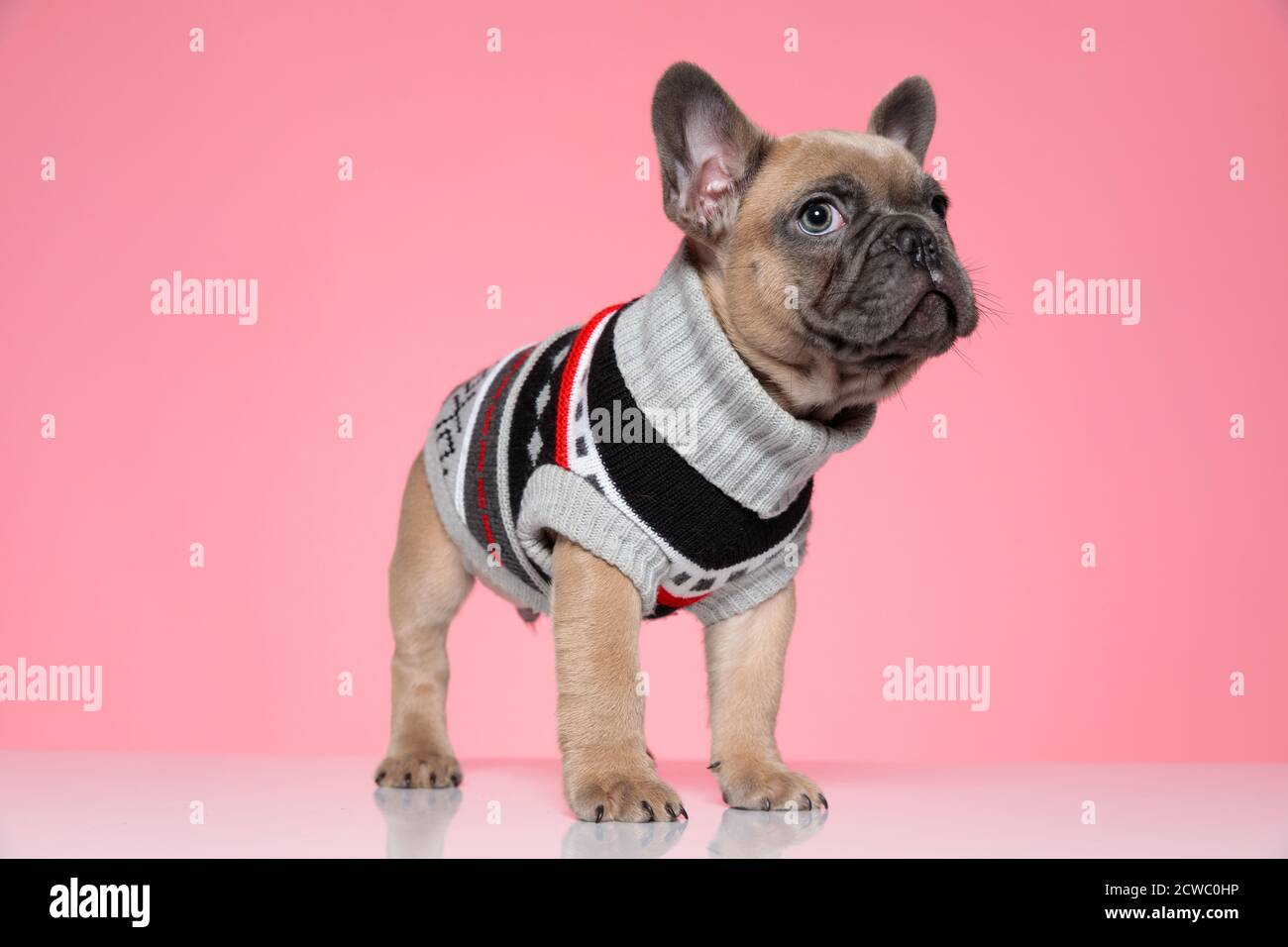 adorable small frenchie wearing costume and looking up, standing on ...