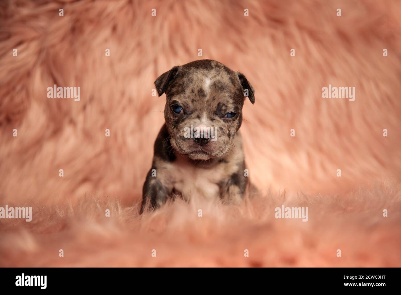 adorable american bully sitting on pink fur background Stock Photo - Alamy