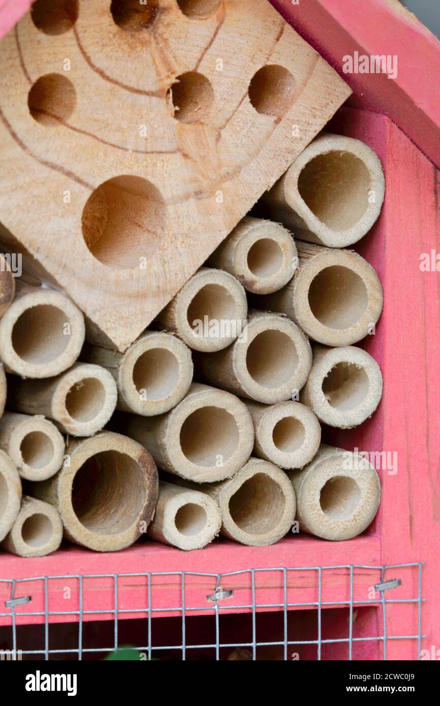Garden insects hi-res stock photography and images - Alamy