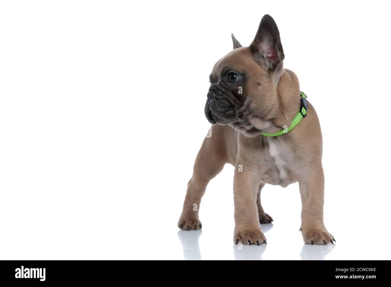 adorable small frenchie wearing collar and looking to side, standing ...