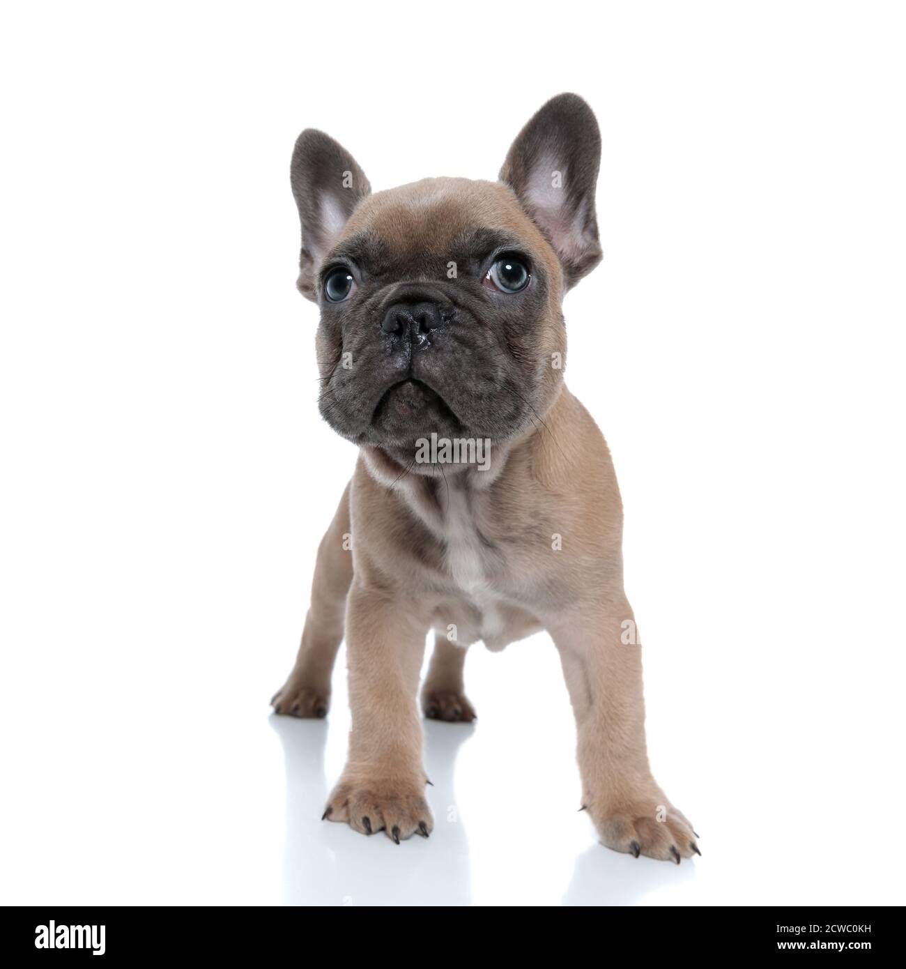 adorable small frenchie looking up and standing isolated on white ...