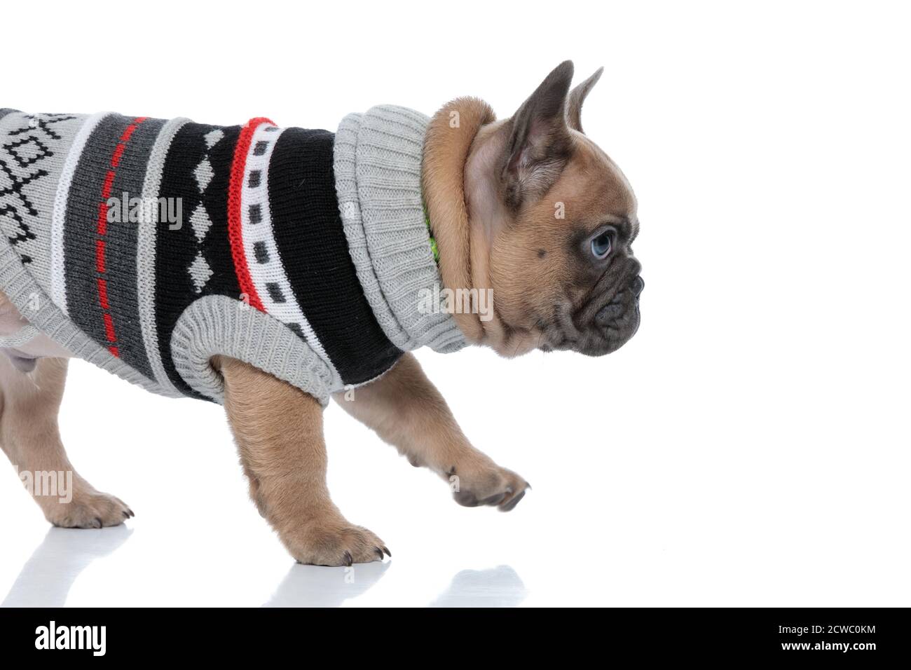 side view of adorable bully wearing costume and walking isolated on ...