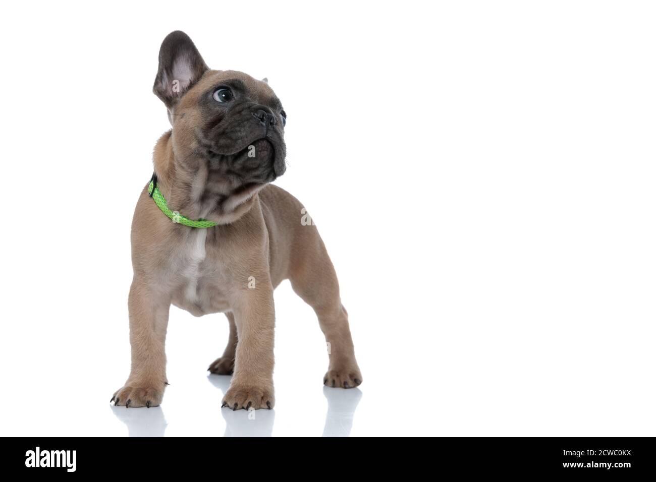 adorable small frenchie wearing collar and looking up side, standing ...