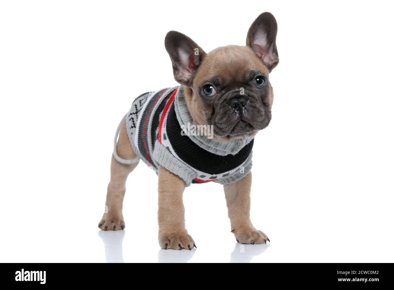 cute young frenchie wearing costume looking up and standing isolated on ...