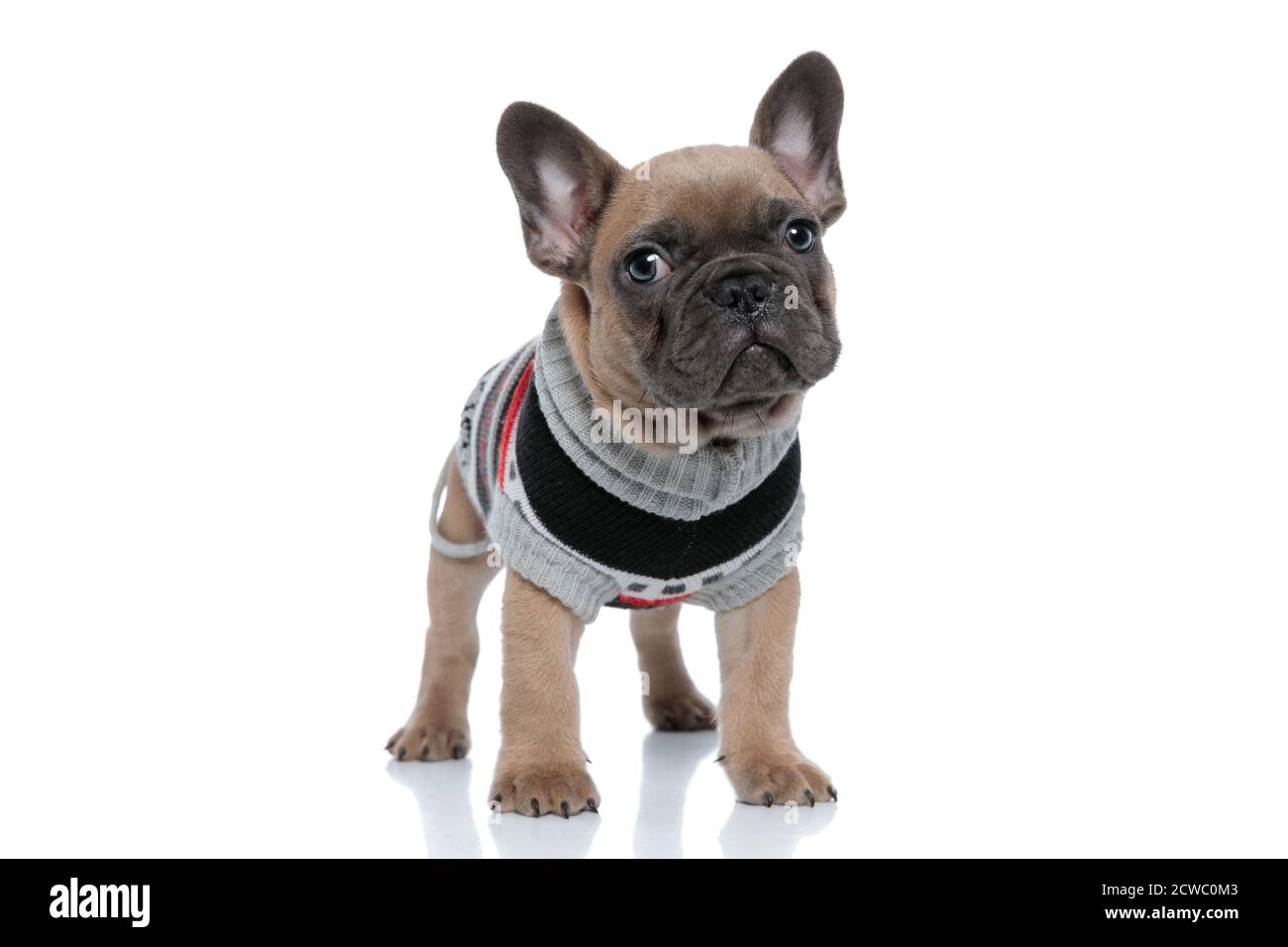 cute small frenchie wearing costume and looking to side, standing ...