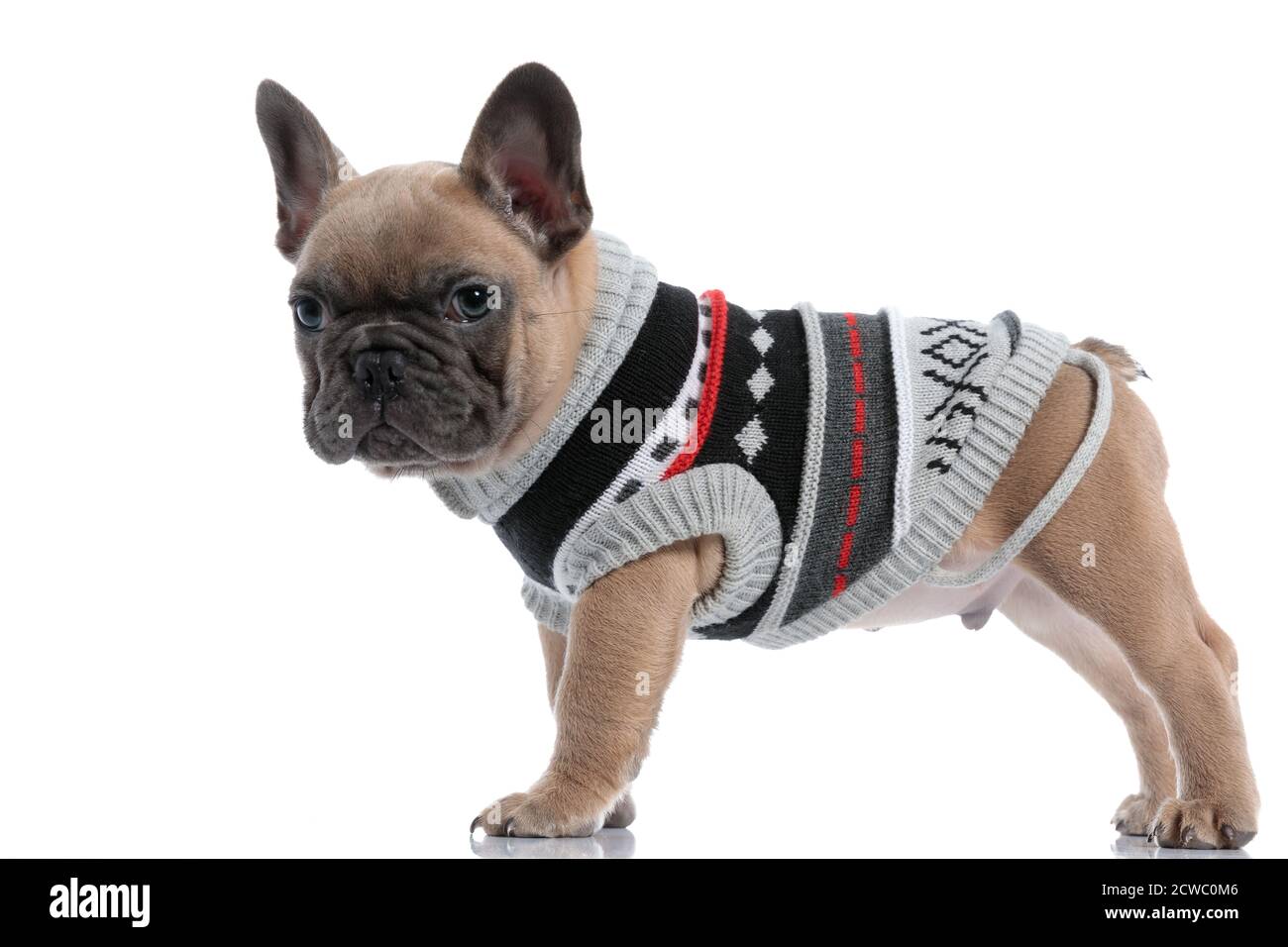 side view of cute french bulldog standing and posing isolated on white ...
