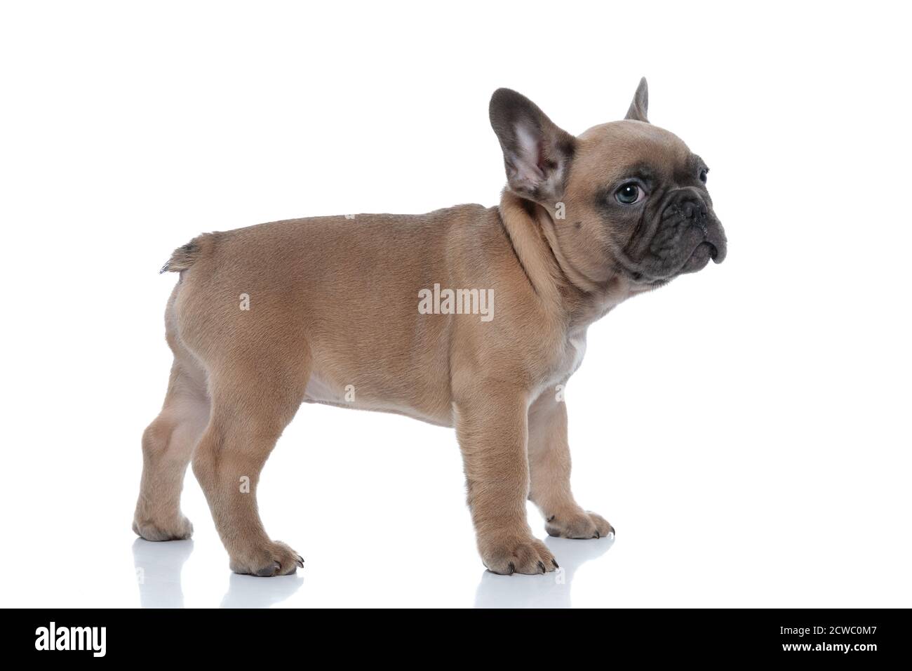 side view of cute french bulldog looking to side and walking isolated ...