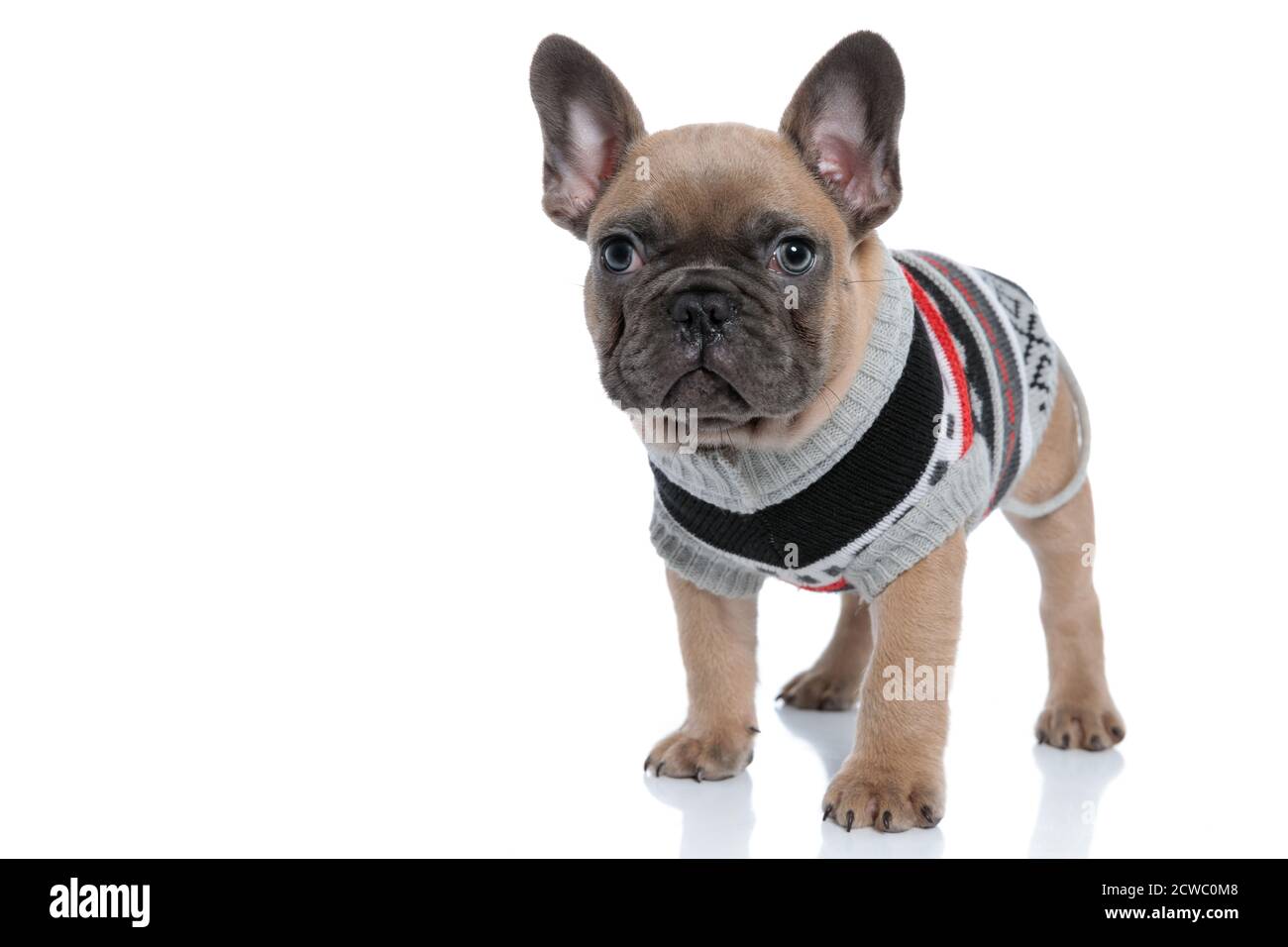 adorable young frenchie wearing costume and looking up, standing ...