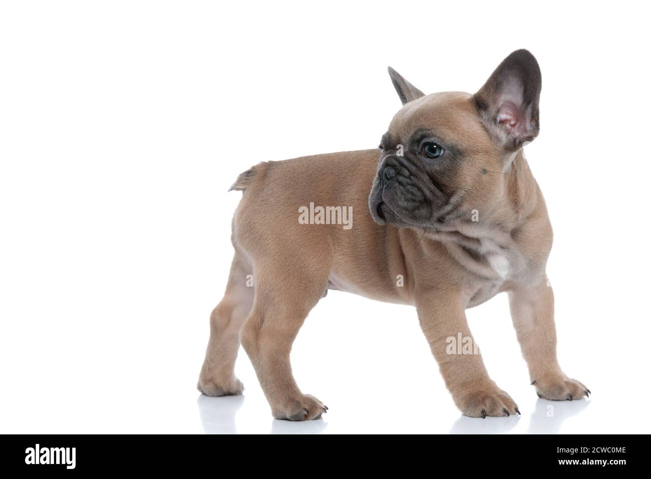 side view of cute frenchie looking to side and walking isolated on ...