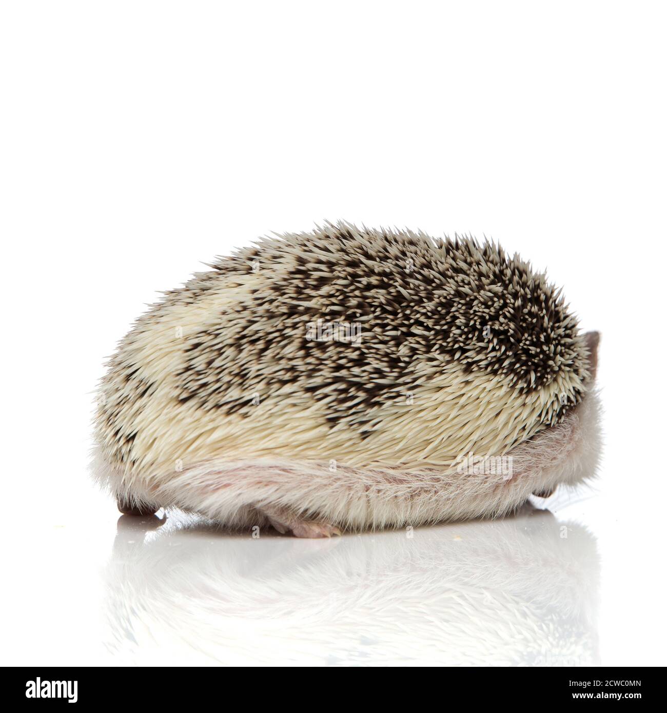 Side-rear view of hedgehog walking on white studio background Stock ...