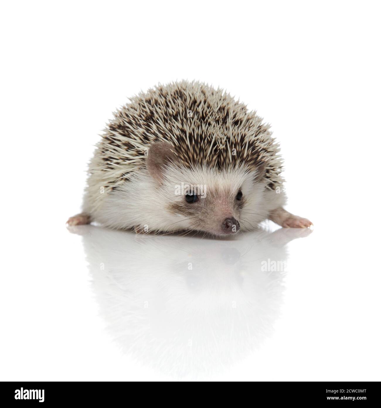 Cute Baby Hedgehog Smiling