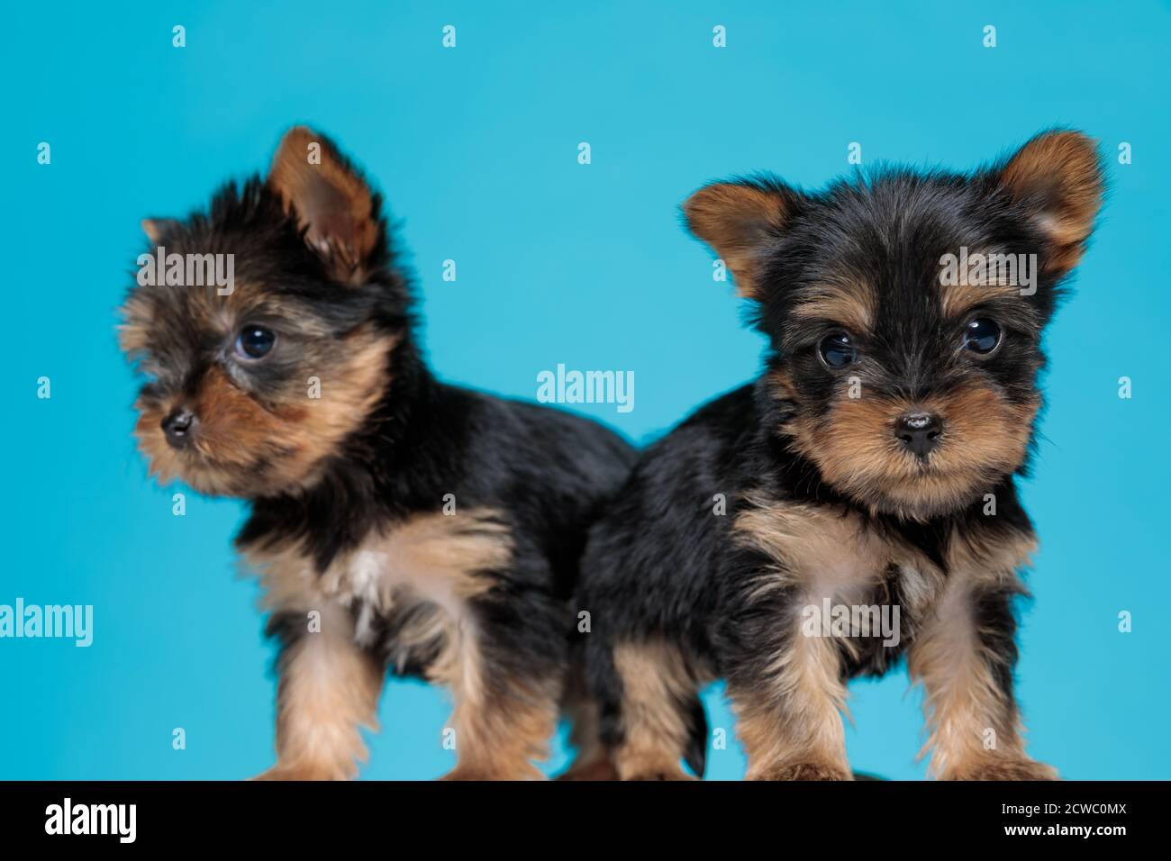 adorable couple of two yorkshire terrier standing back to back on blue ...