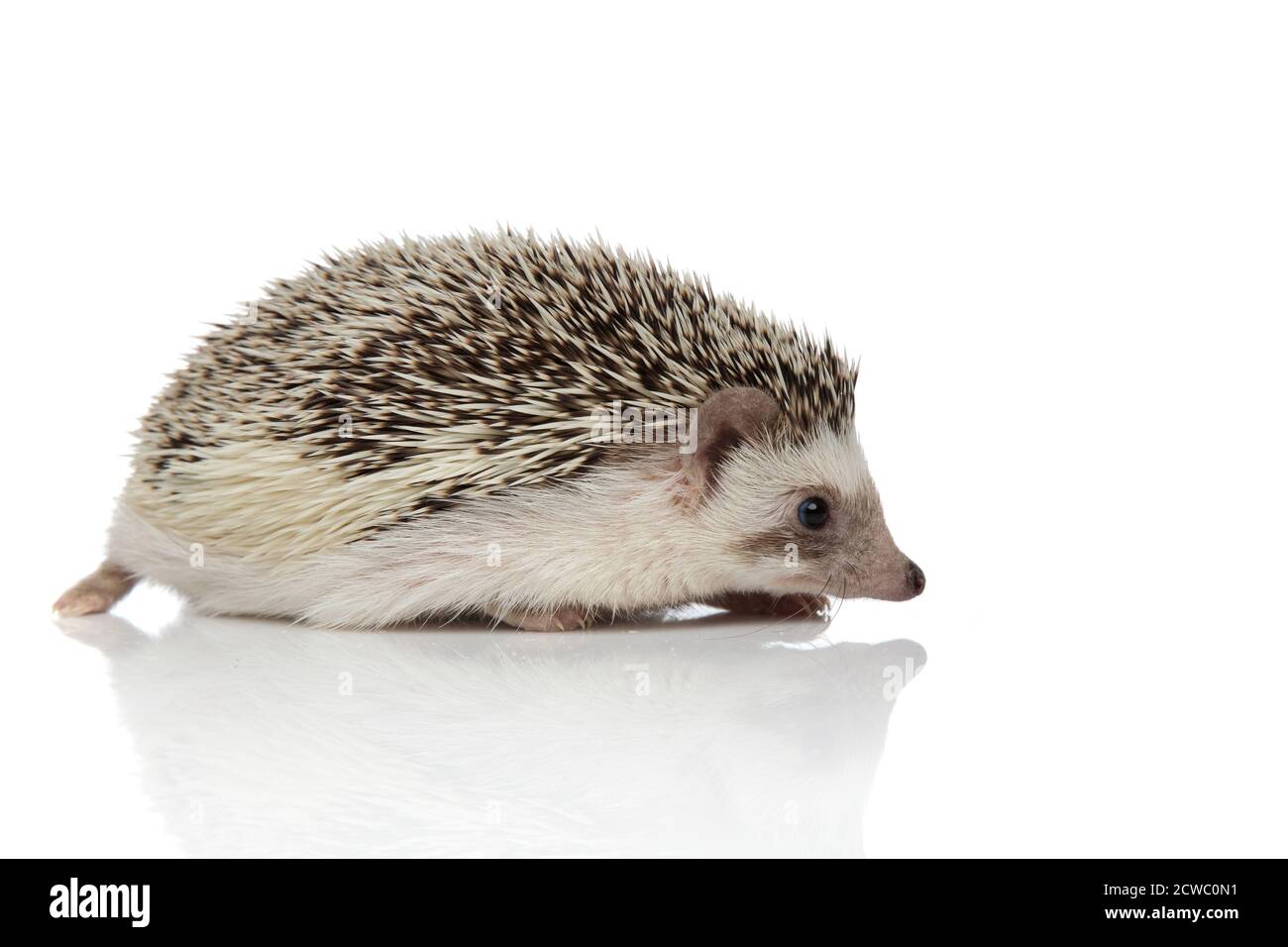 Side view of eager hedgehog walking on white studio background Stock ...