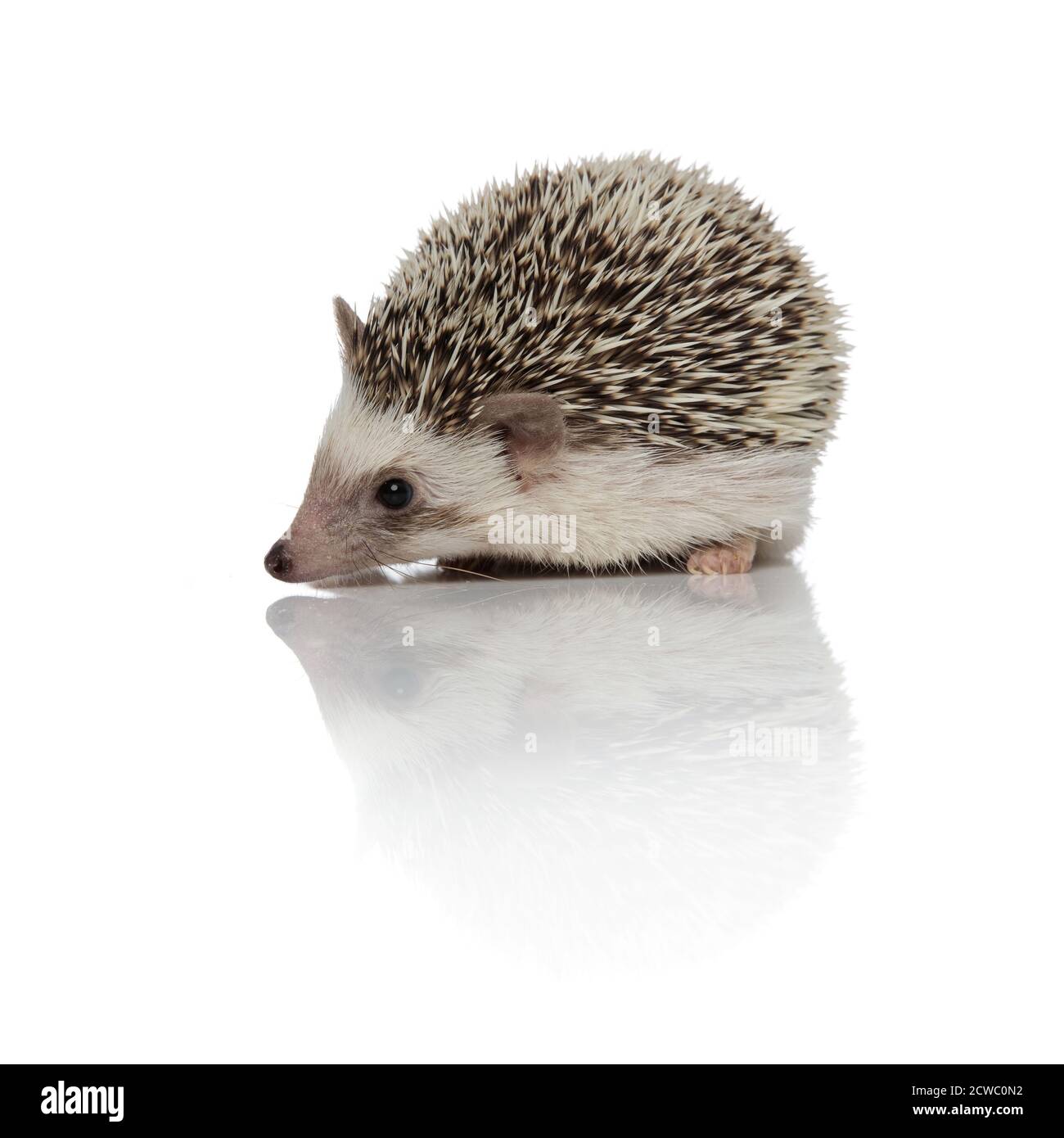 Adorable hedgehog sniffing and investigating while standing on white ...