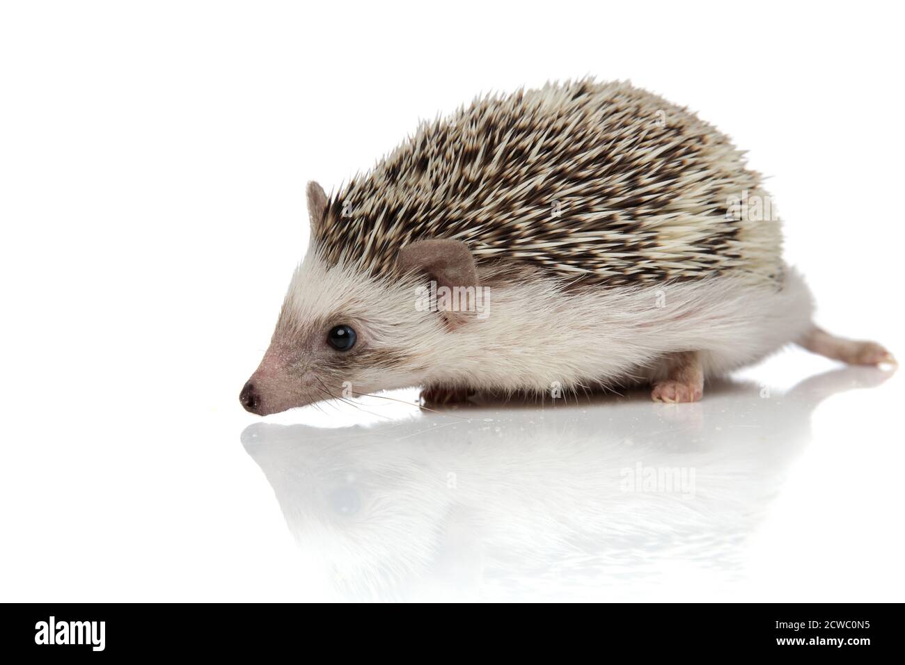 Curious hedgehog sniffing and searching while stepping on white studio ...