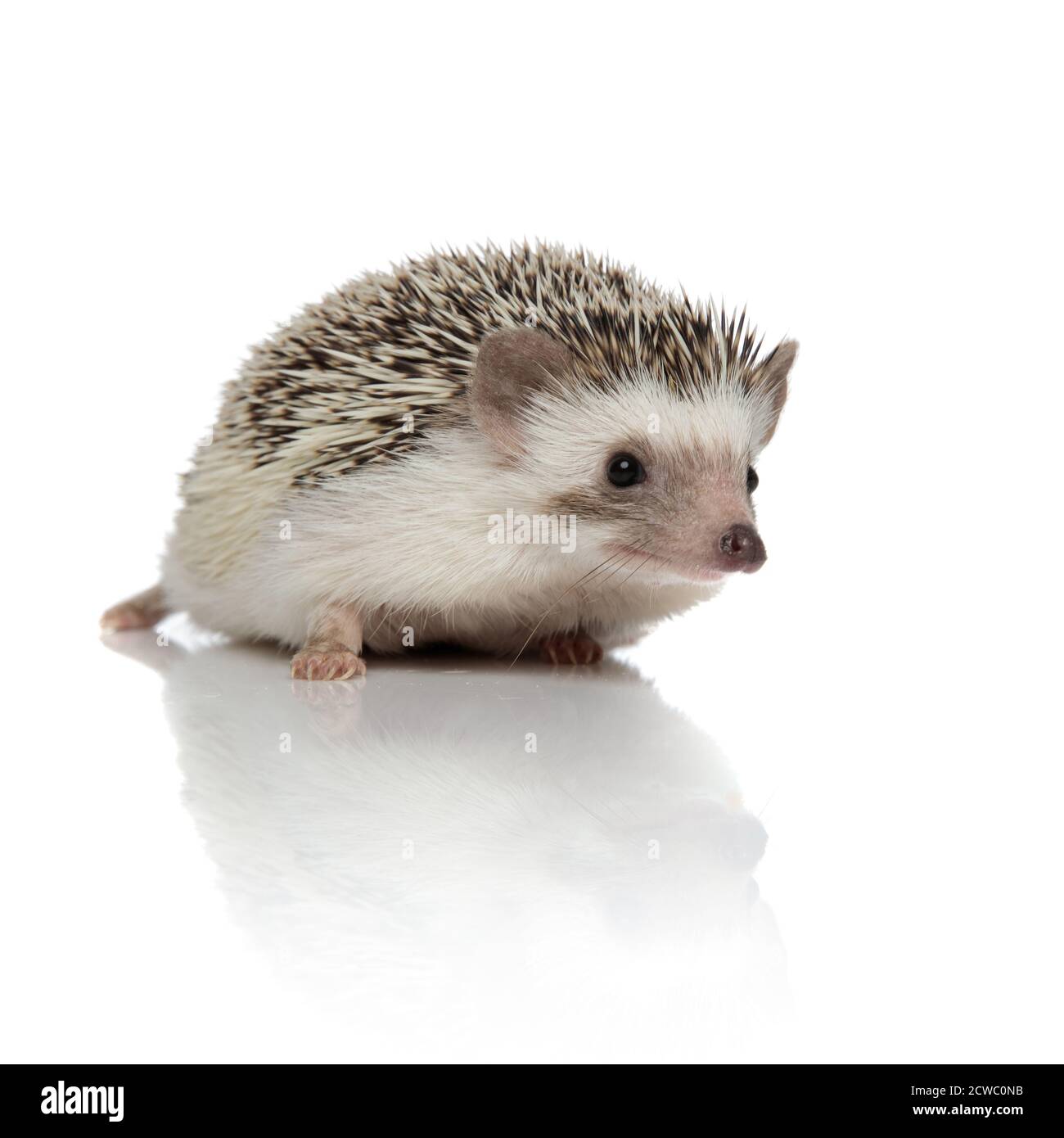 Curious hedgehog walking and listening on white studio background Stock ...