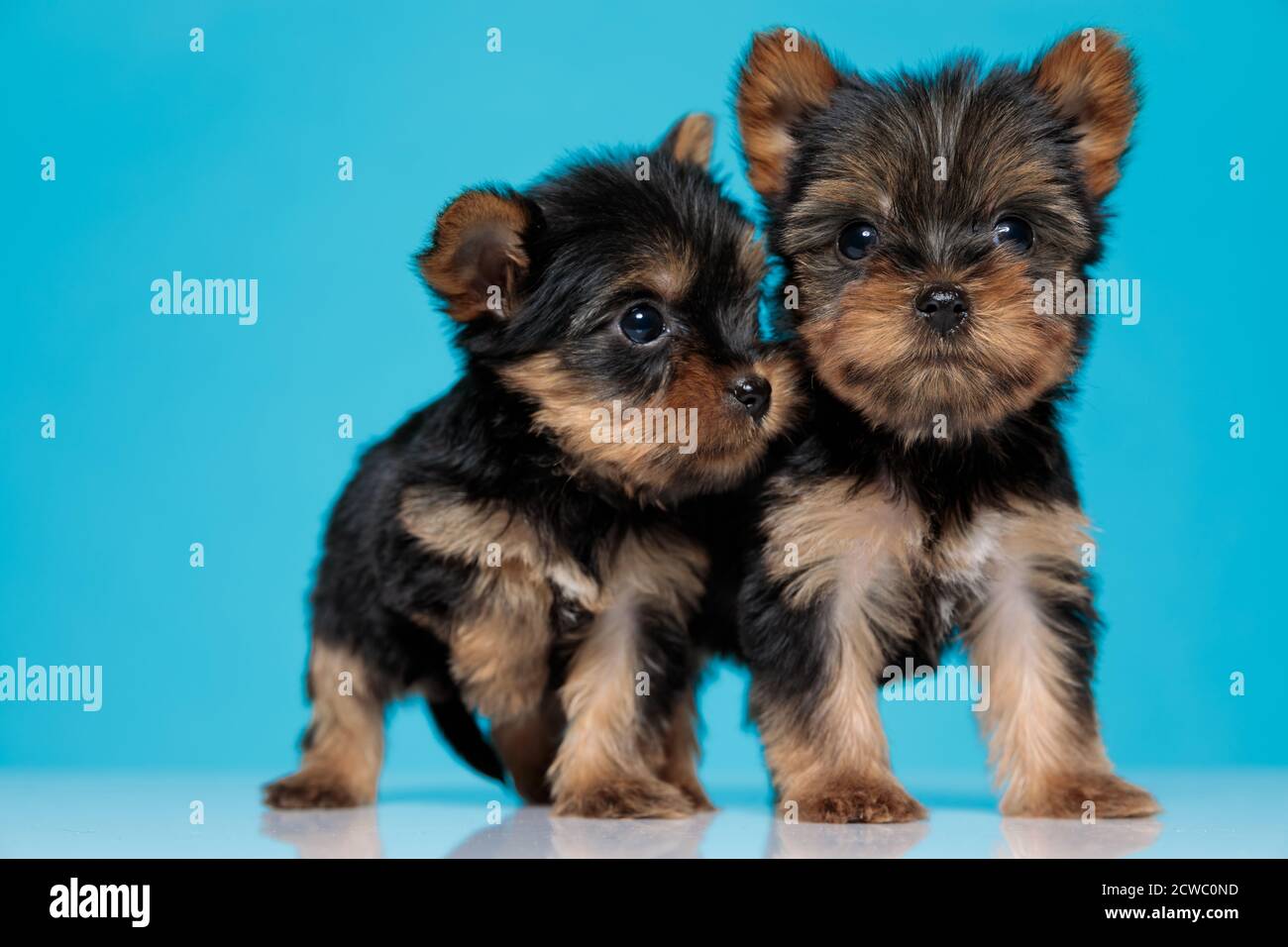 cute couple of yorkshire terrier looking to side and cuddling, standing ...