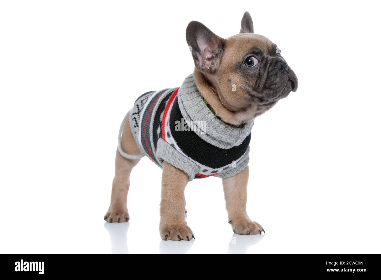 adorable small frenchie wearing costume and looking to side standing ...