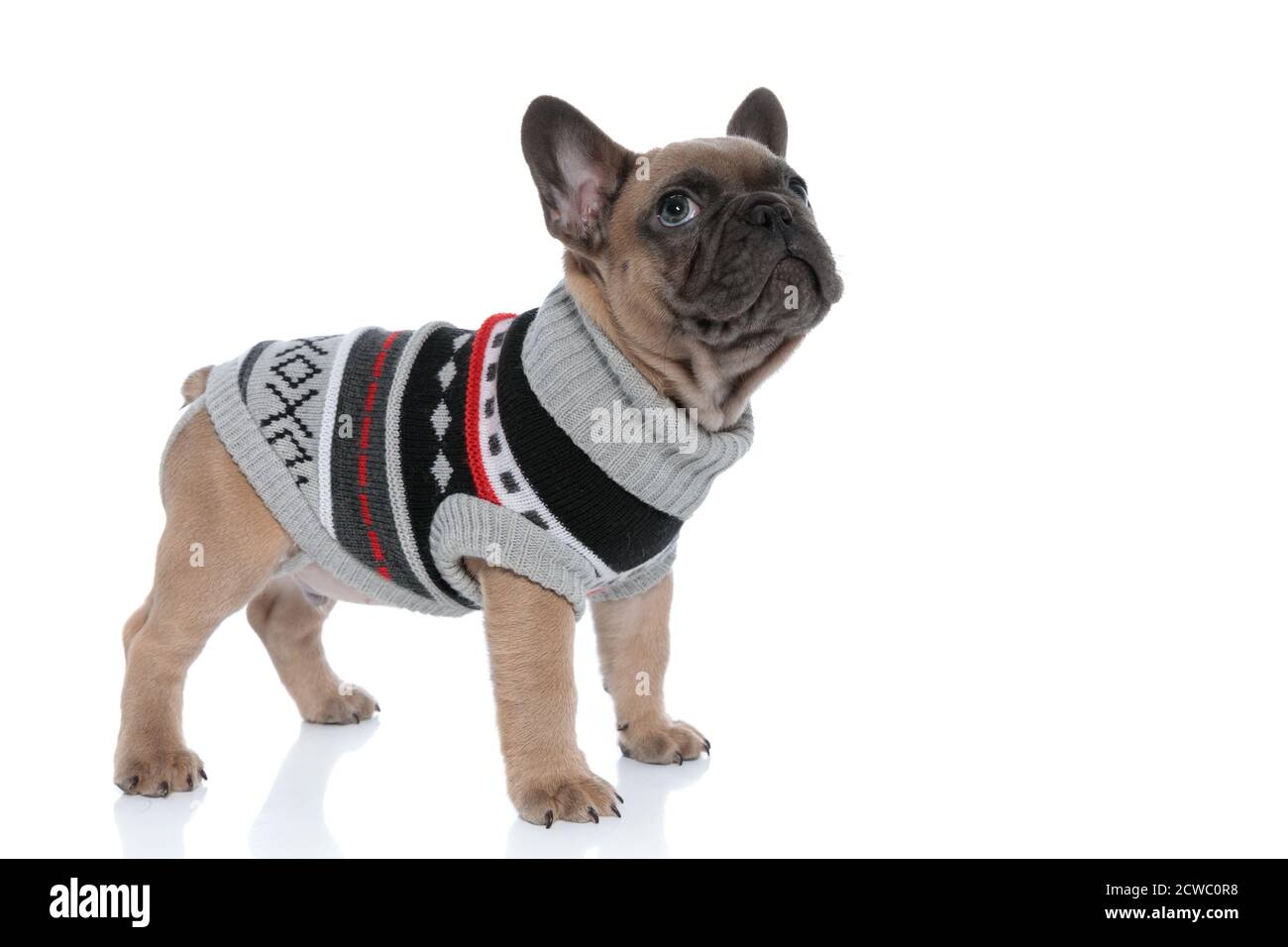 side view of cute small frenchie wearing costume and looking up ...