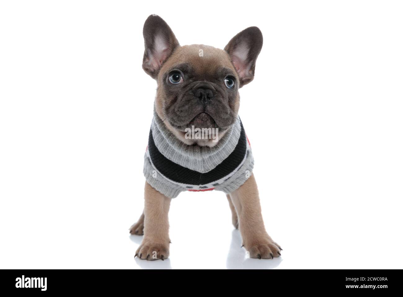 adorable small frenchie wearing costume and looking up, standing ...
