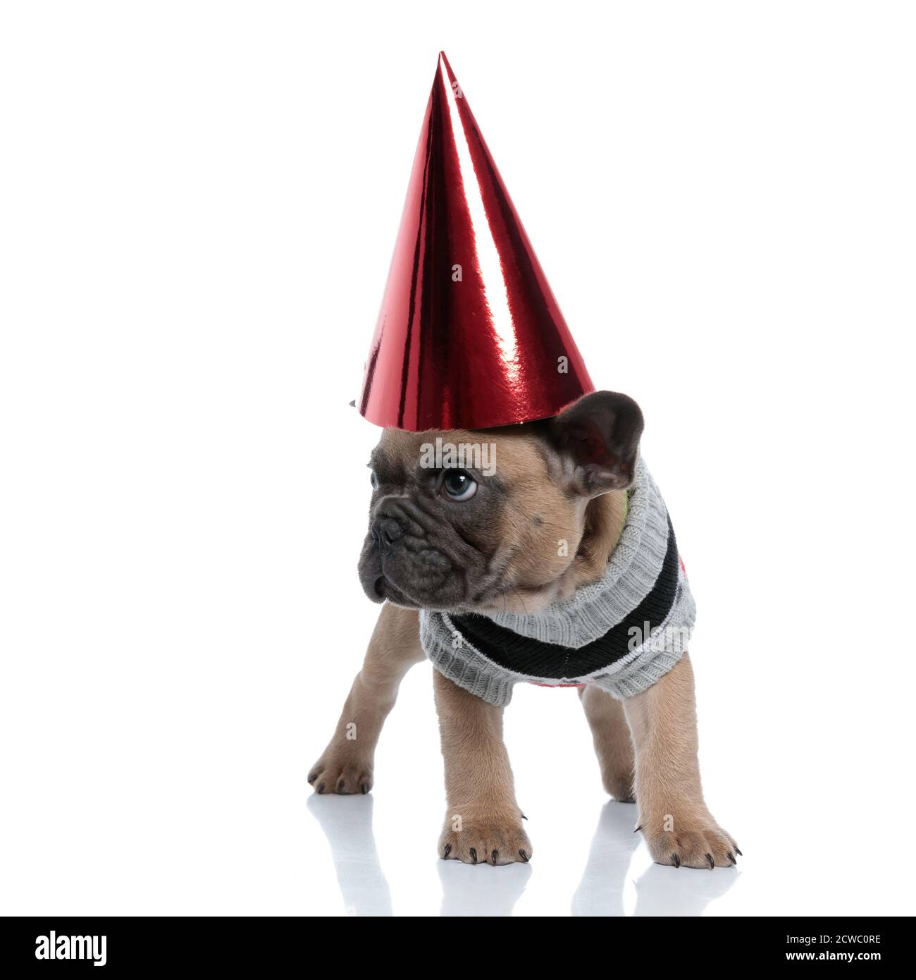 cute frenchie wearing red helmet and costume, looking to up side and ...