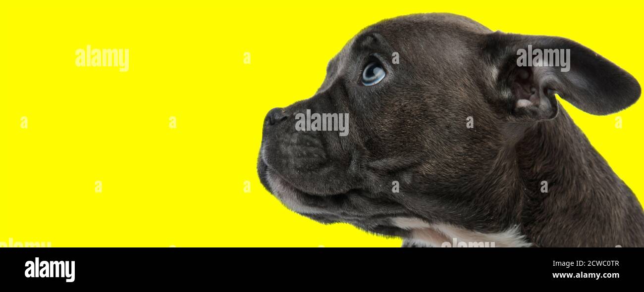 close up of an adorable american bully dog with black fur looking aside ...