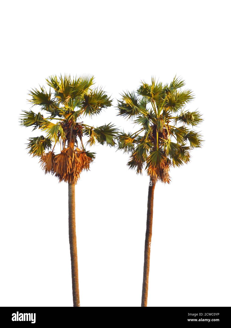 Tall living Cut Out Stock Images & Pictures - Alamy