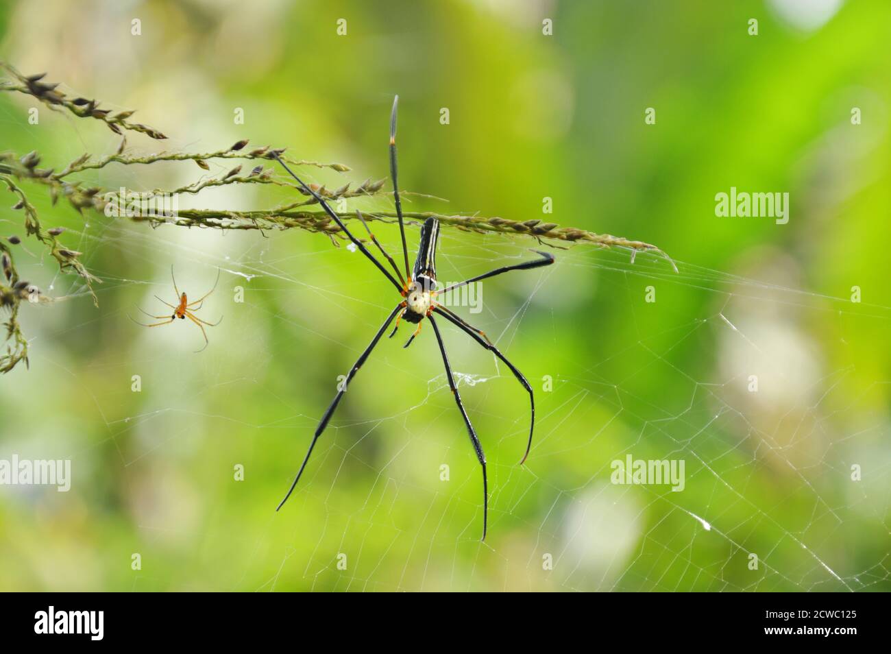 Spider instinct hi-res stock photography and images - Alamy