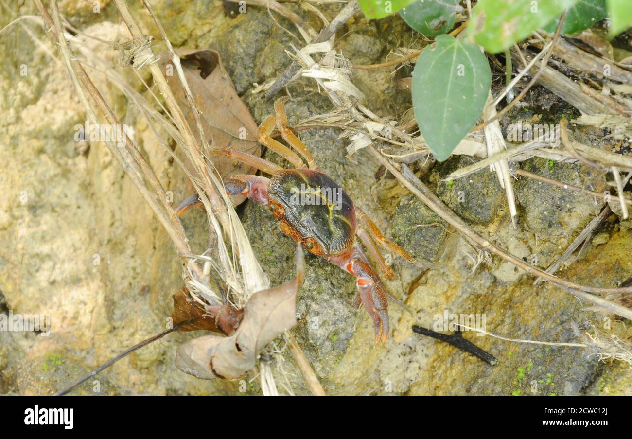 waterfall crab climbing on rock in forest Stock Photo - Alamy