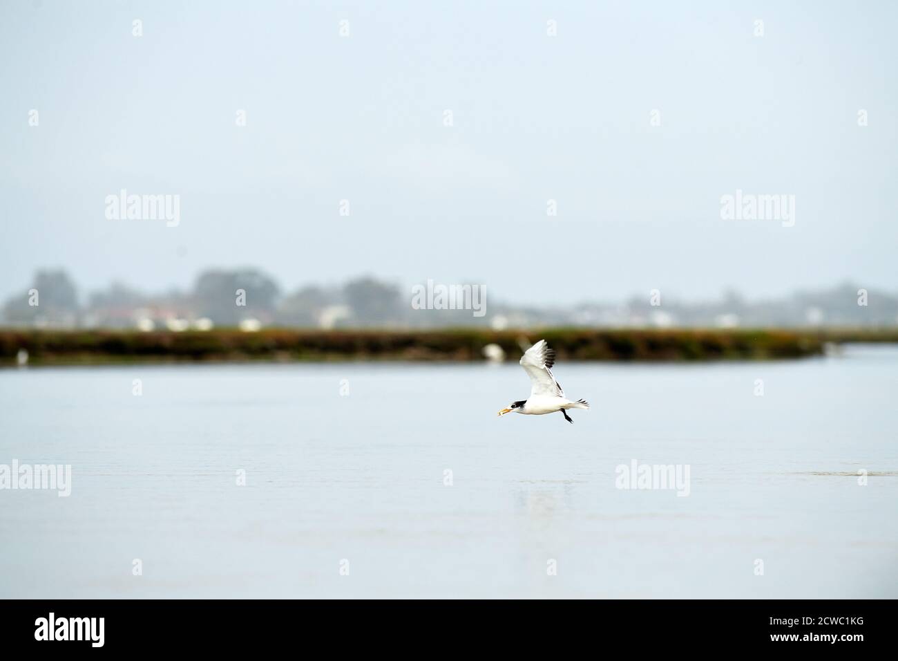 Greater Tern fishing in Lower Berg River, Velddrif, Western Cape Stock ...