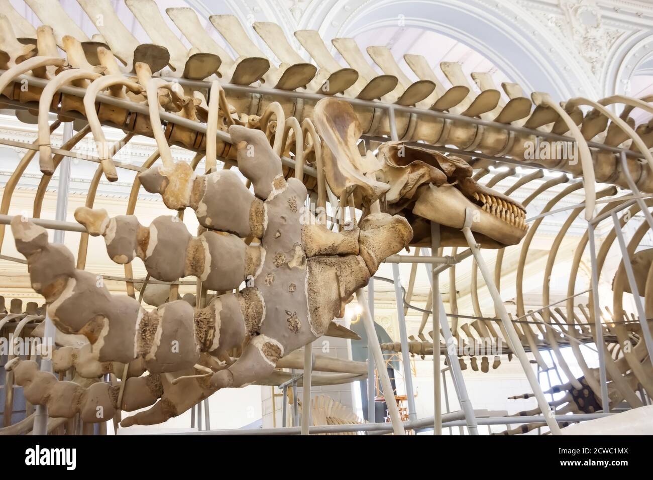 Fin whale bones hi-res stock photography and images - Alamy