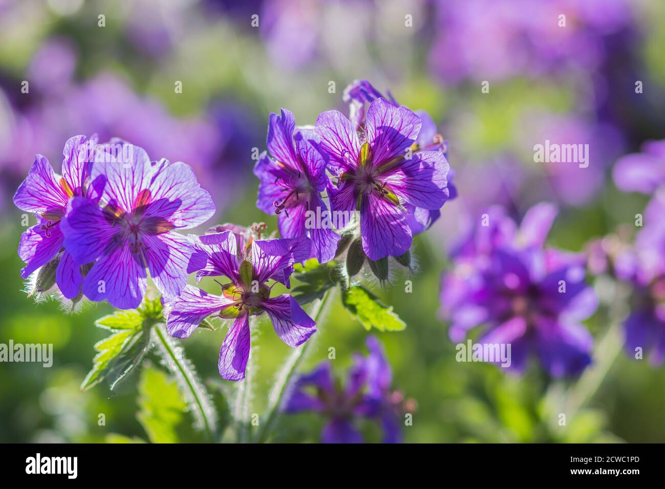 Geranium garden iris lavender hi-res stock photography and images - Alamy