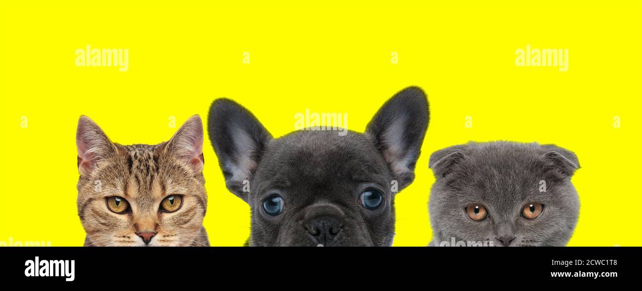 cute couple of three animals consisting of a metis cat, French Bulldog ...