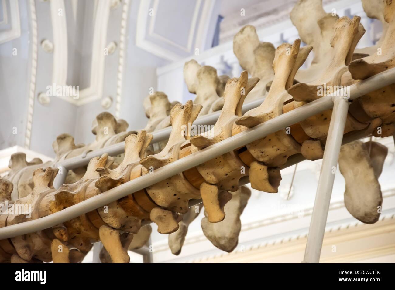 Spine bones of a blue whale, close-up vertebrae in the skeleton Stock ...