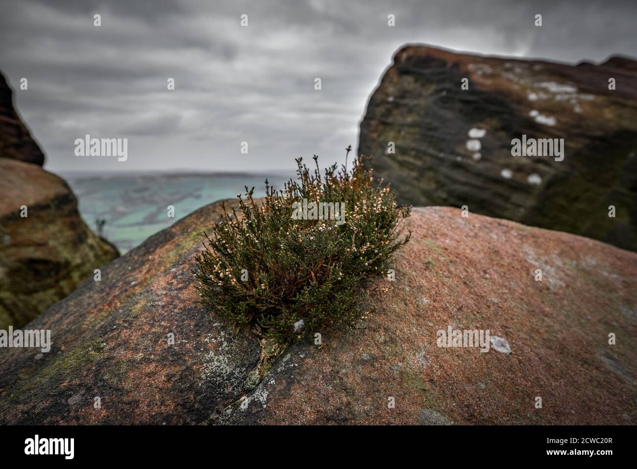 Peak District National Park: Winter landscape, Heather growing on rocks ...