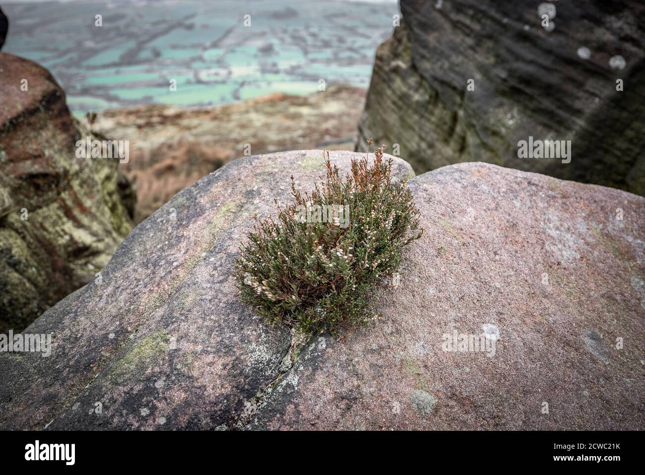 Peak District National Park: Winter landscape, Heather growing on rocks ...