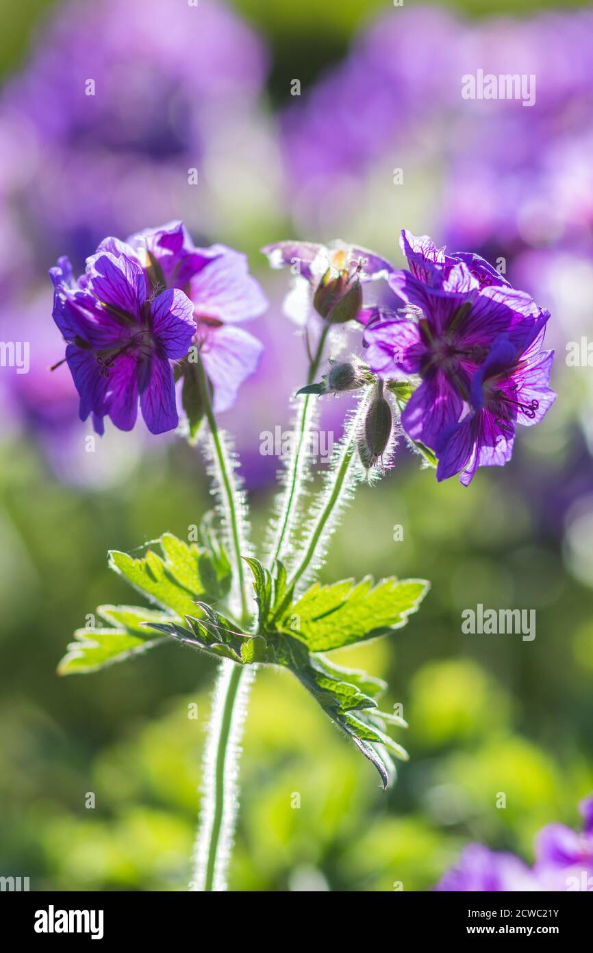 Geranium garden iris lavender hi-res stock photography and images - Alamy