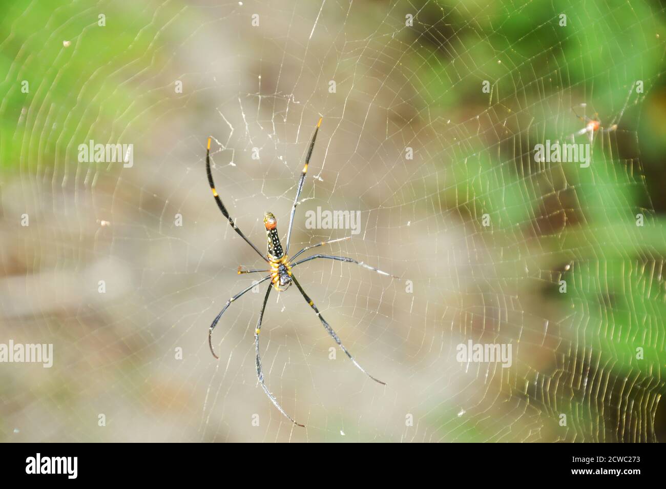 Batik golden spider hi-res stock photography and images - Alamy