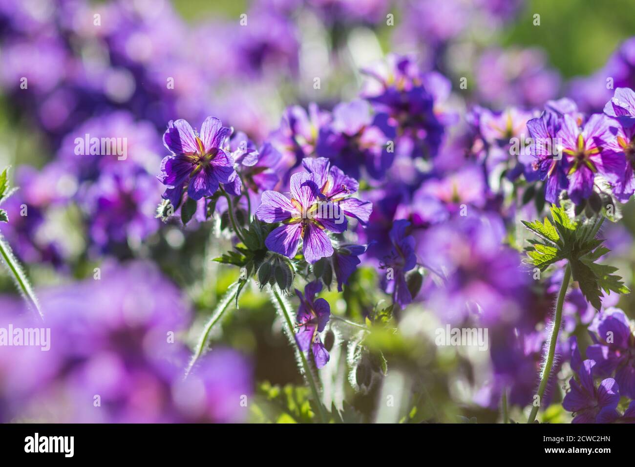 Geranium garden iris lavender hi-res stock photography and images - Alamy