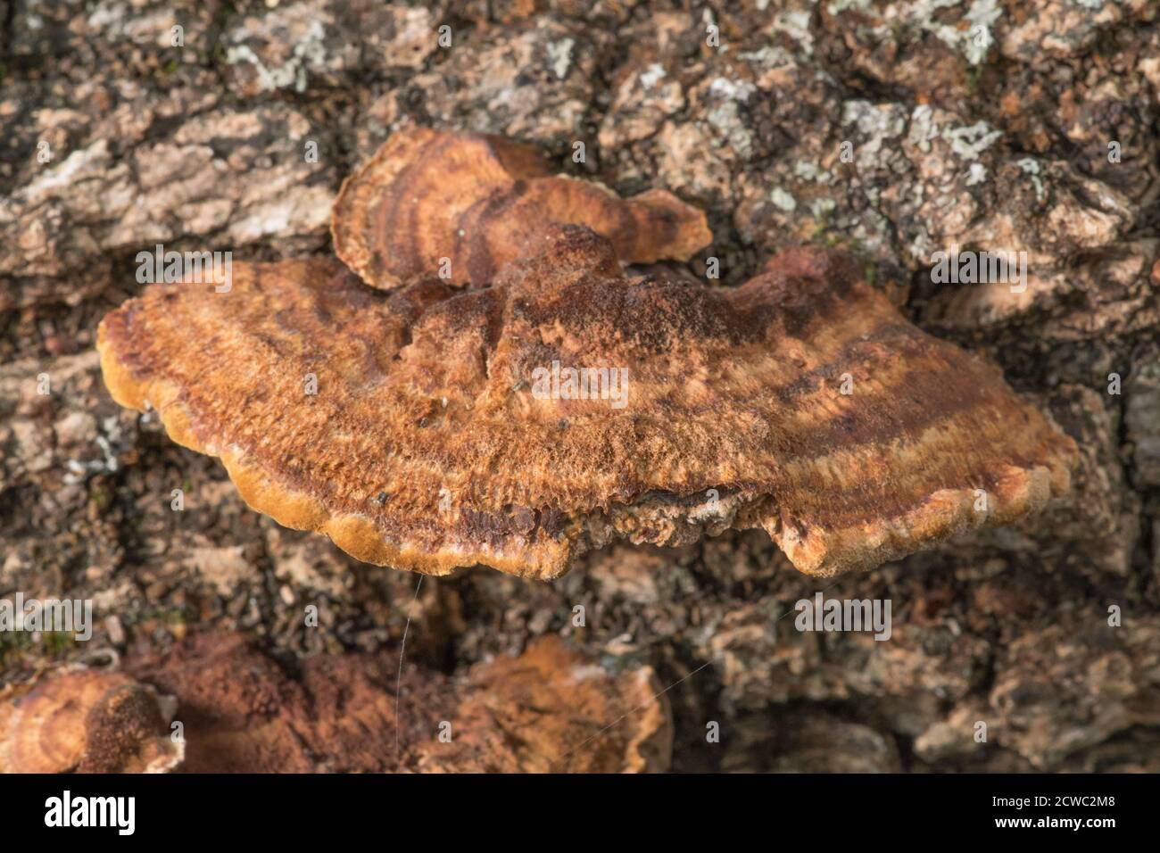 A type of shelf bracket fungi growing on a piece of dead oak tree Stock ...