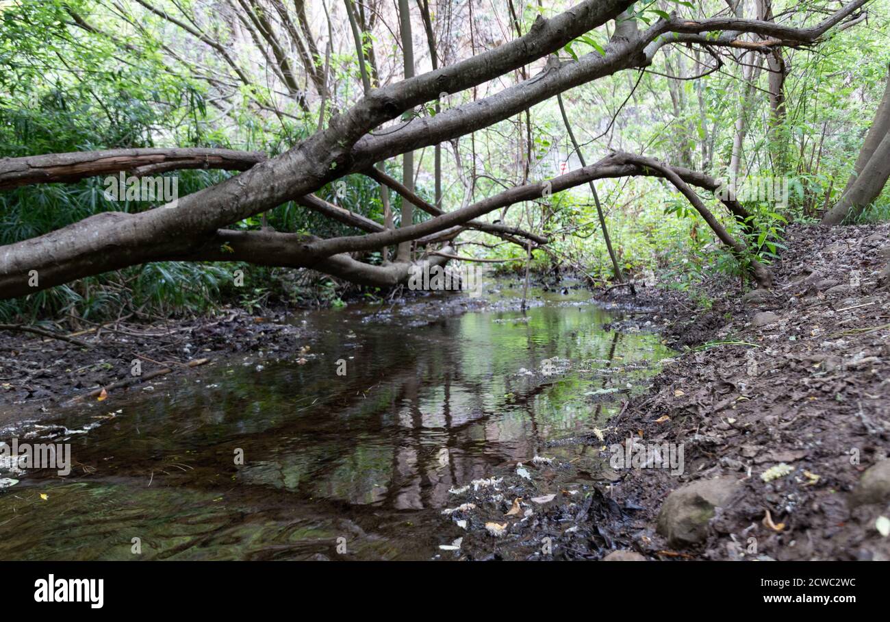 Fallen trees by the river hi-res stock photography and images - Alamy