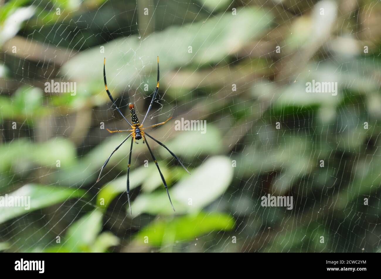 Spider instinct hi-res stock photography and images - Alamy