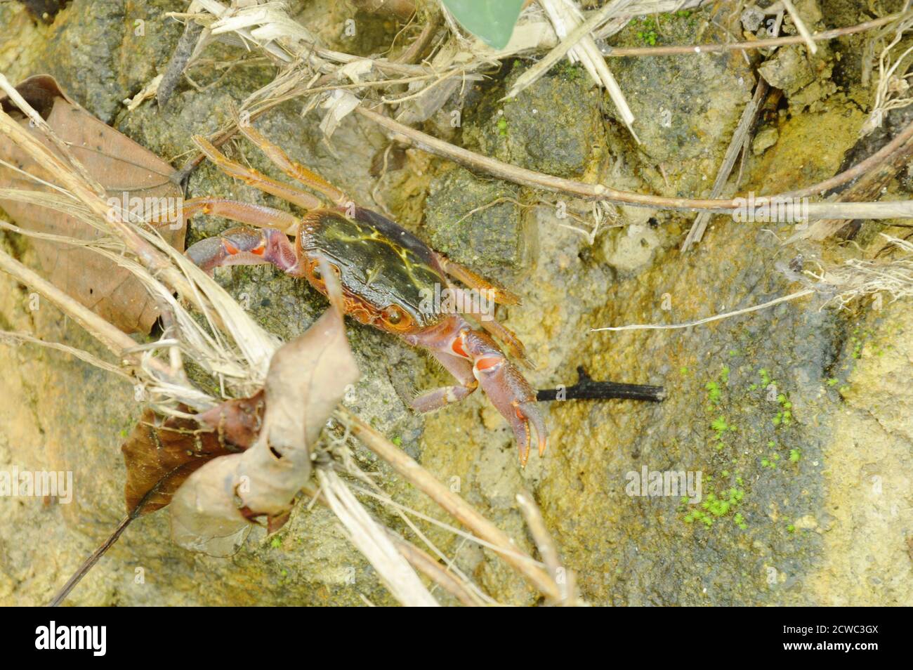 Crab climbing on rock water hi-res stock photography and images - Alamy