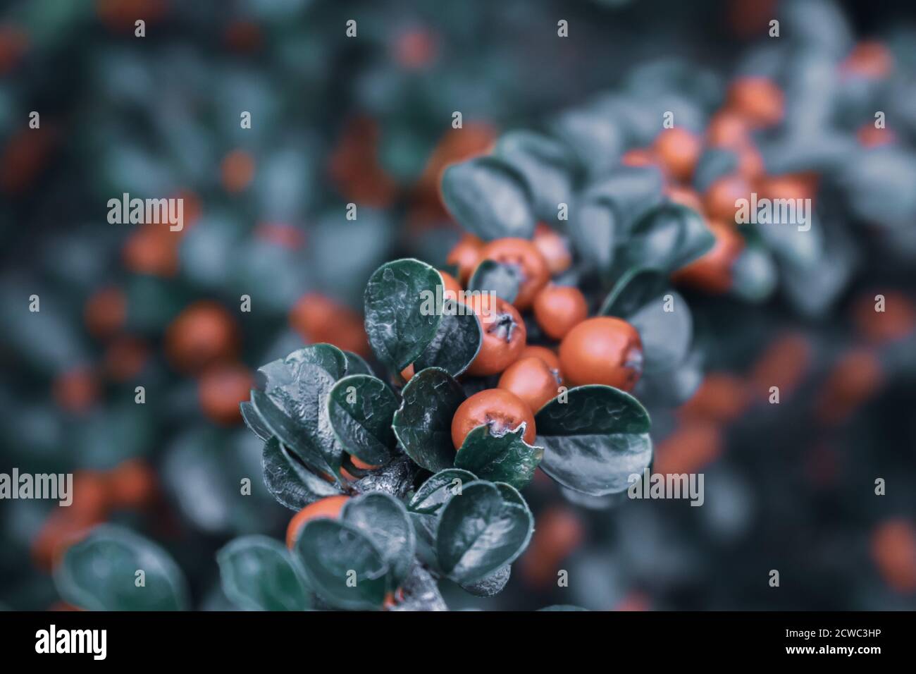 Ripe fruits of creeping cotoneaster in the garden Stock Photo - Alamy